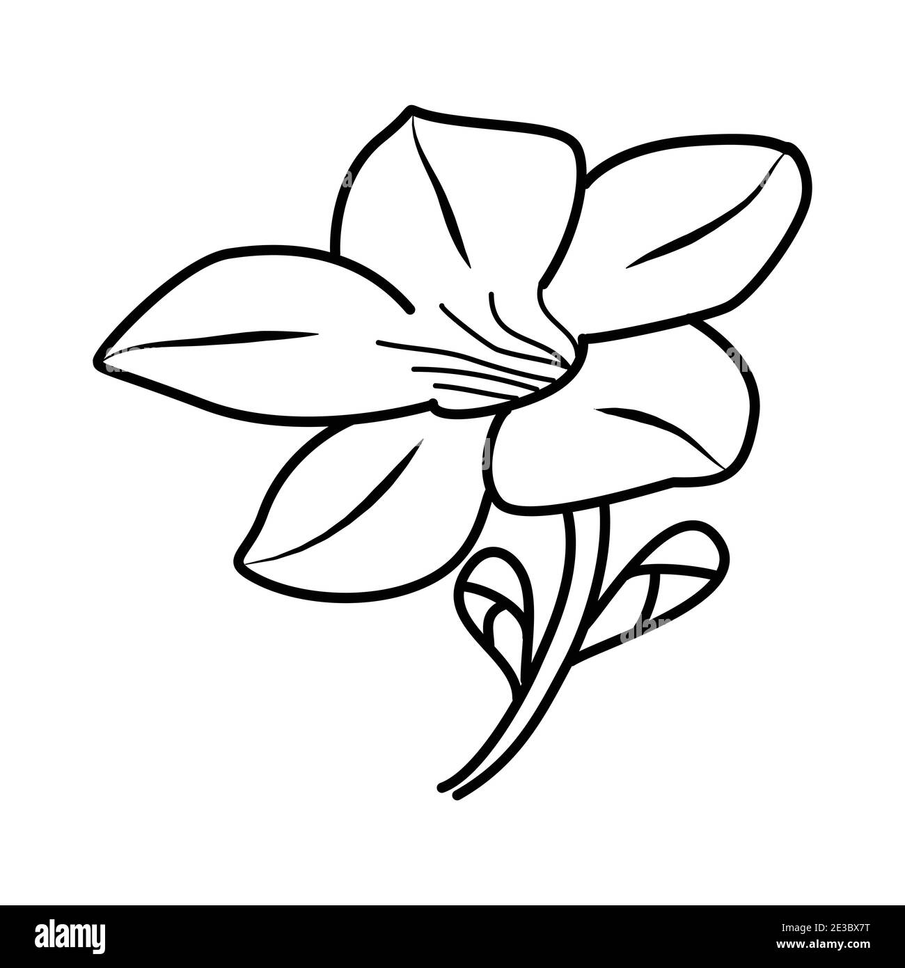 Alamanda Flower Floral Hand Drawn. Vector Design Illustration Sign Logo ...