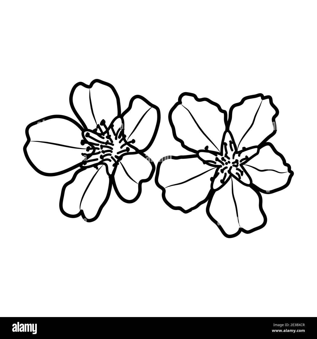 Almond Blossom Drawing