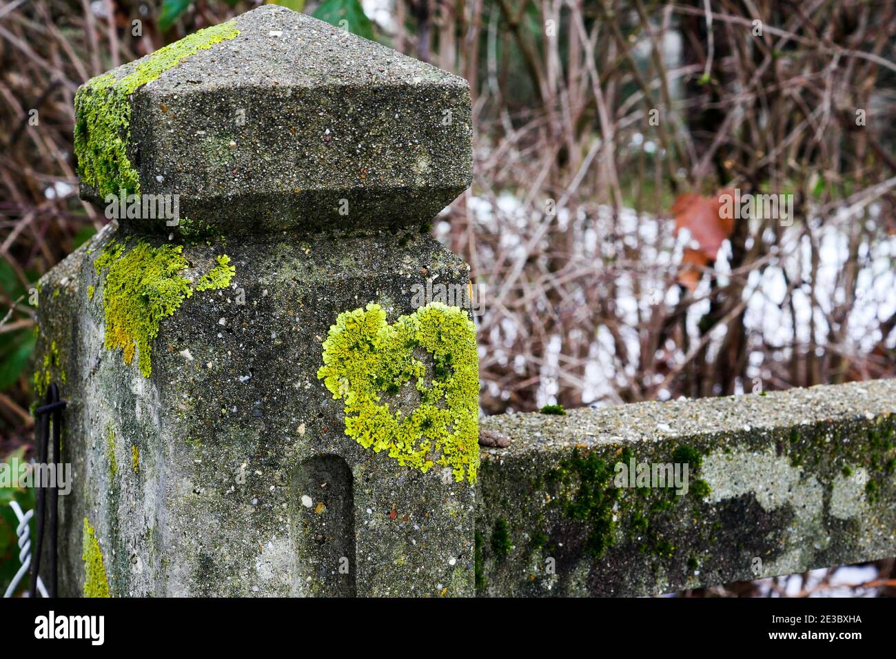 Concrete made fence covered with lichens, garden after snowfall, Lyon ...