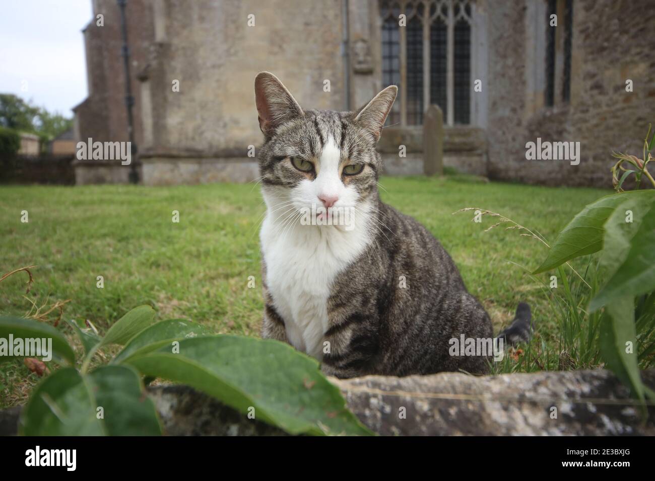 Playful domestic cat in church yard Stock Photo - Alamy