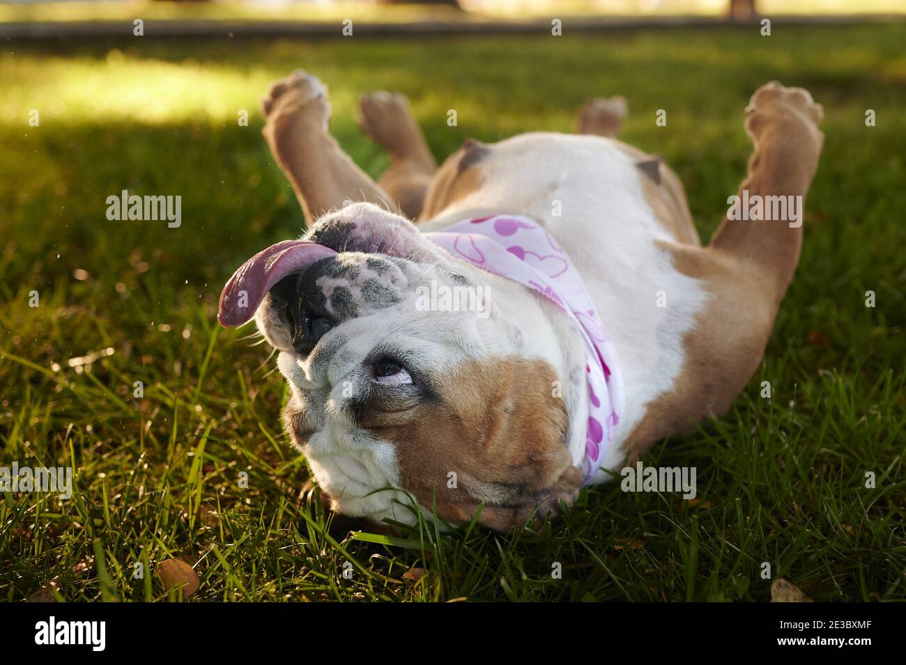 Selective focus shot of a funny English bulldog lying on the back in a ...