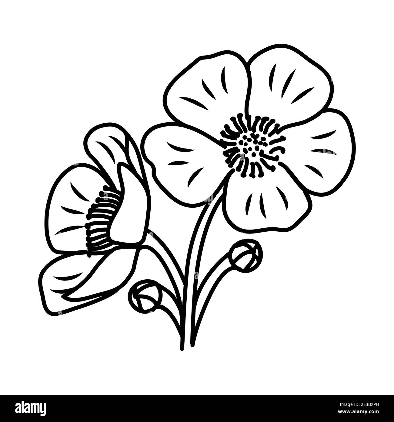 Buttercup Flower Floral Hand Drawn. Vector Design Illustration Sign ...