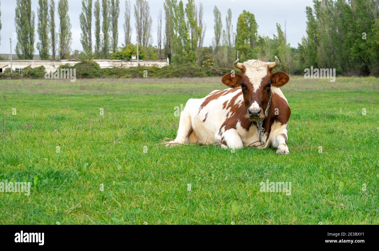 Brown dairy cow lies hi-res stock photography and images - Alamy