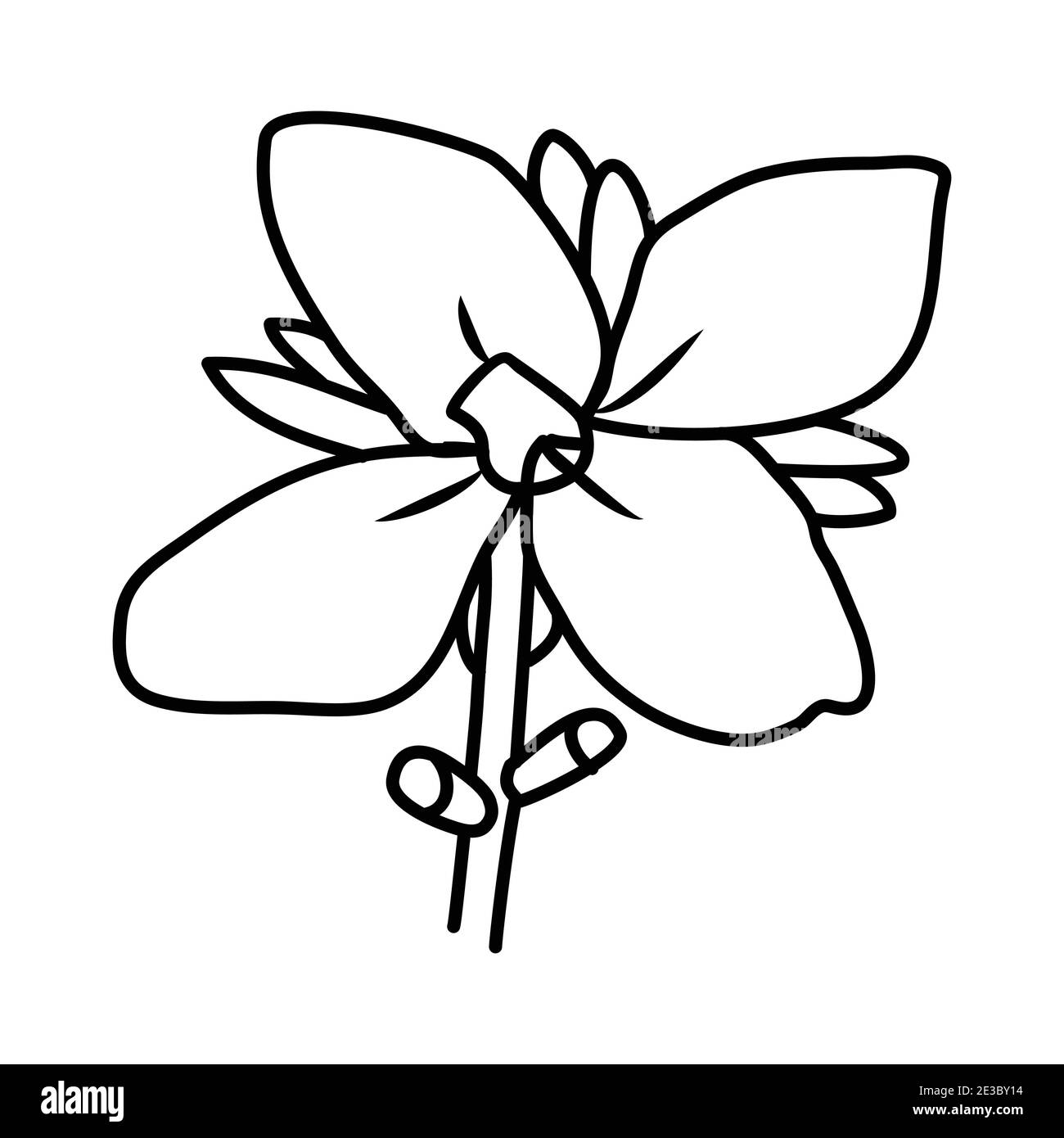 Canna Flower Floral Hand Drawn. Vector Design Illustration Sign Logo ...