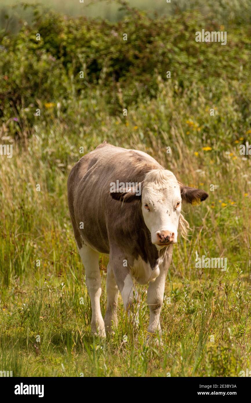 Cow grazing on nature reserve Stock Photo - Alamy