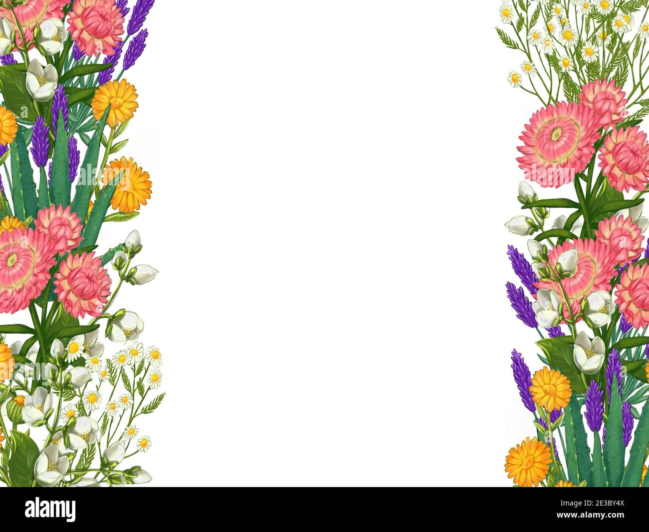 Hand drawn medicinal plant frame. Healing herbs border. isolated on ...