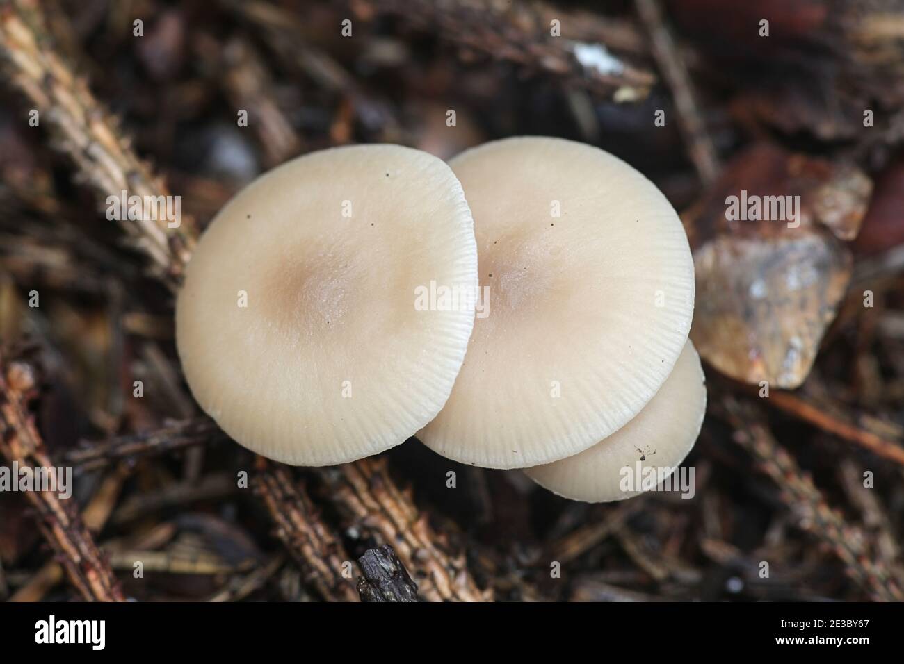 Clitocybe fragrans, known as Fragrant Funnel, wild mushroom from ...