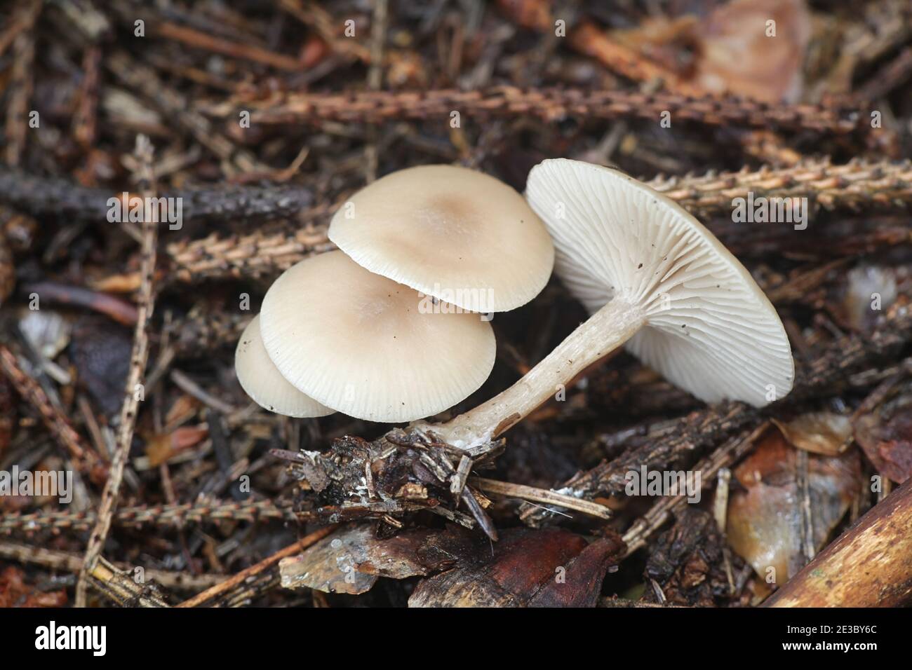 Aniseed funnel cap mushrooms hi-res stock photography and images - Alamy