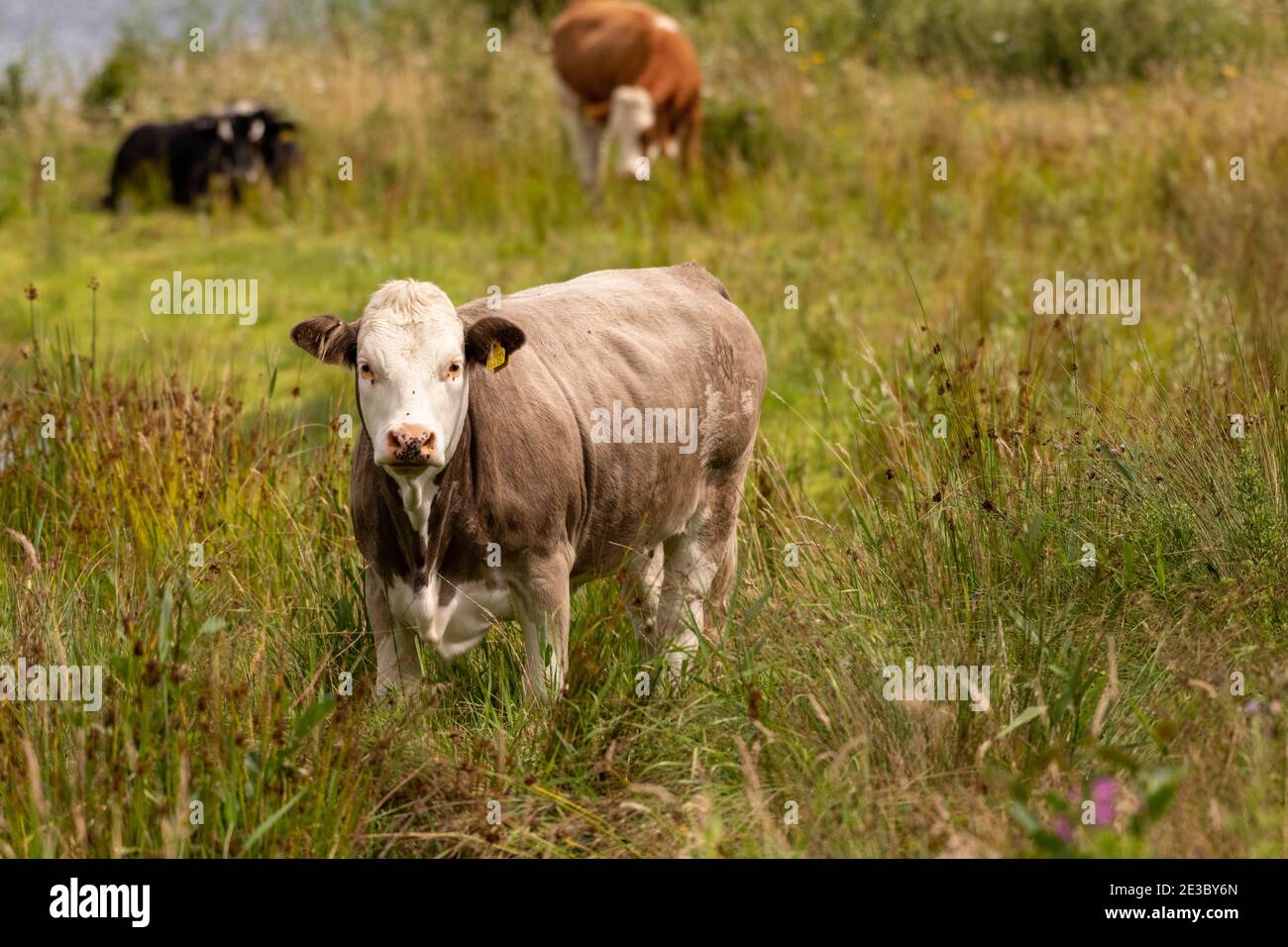 Cow grazing on nature reserve Stock Photo - Alamy