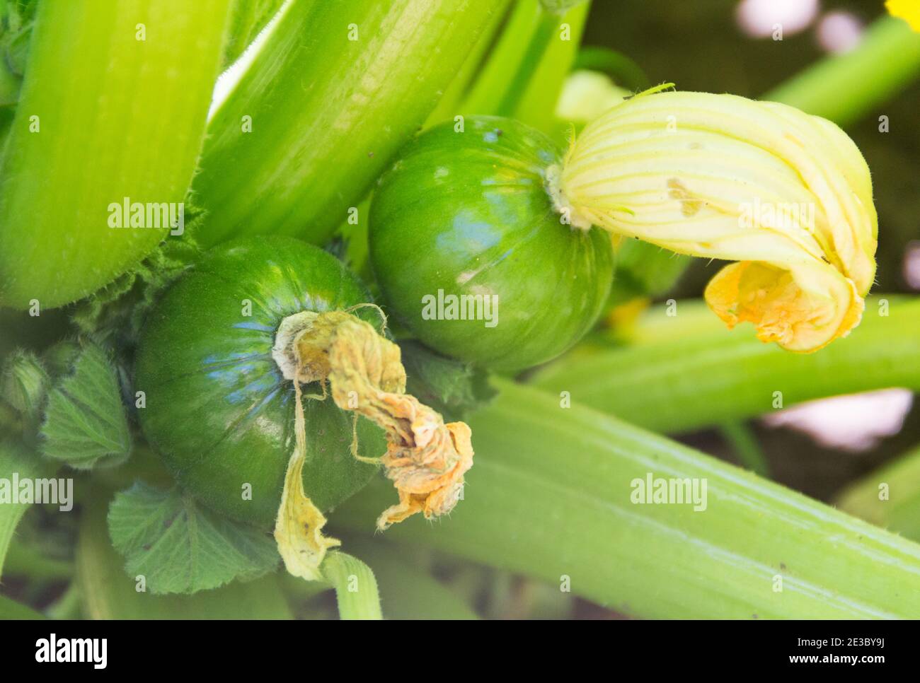 Green round trunk zucchini in the organic garden plant. orginarians ...