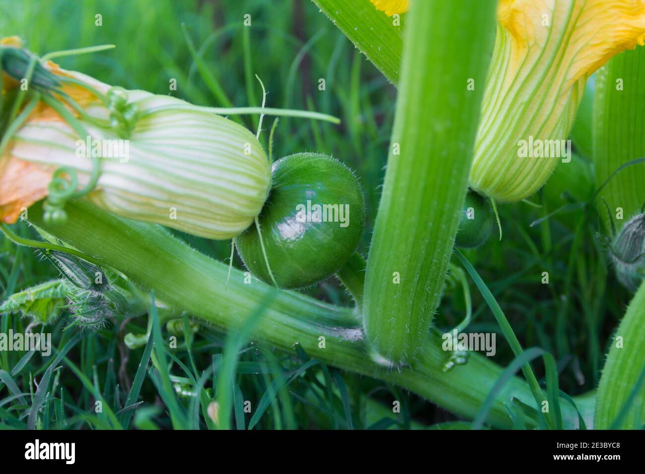 Green round trunk zucchini in the organic garden plant. orginarians ...