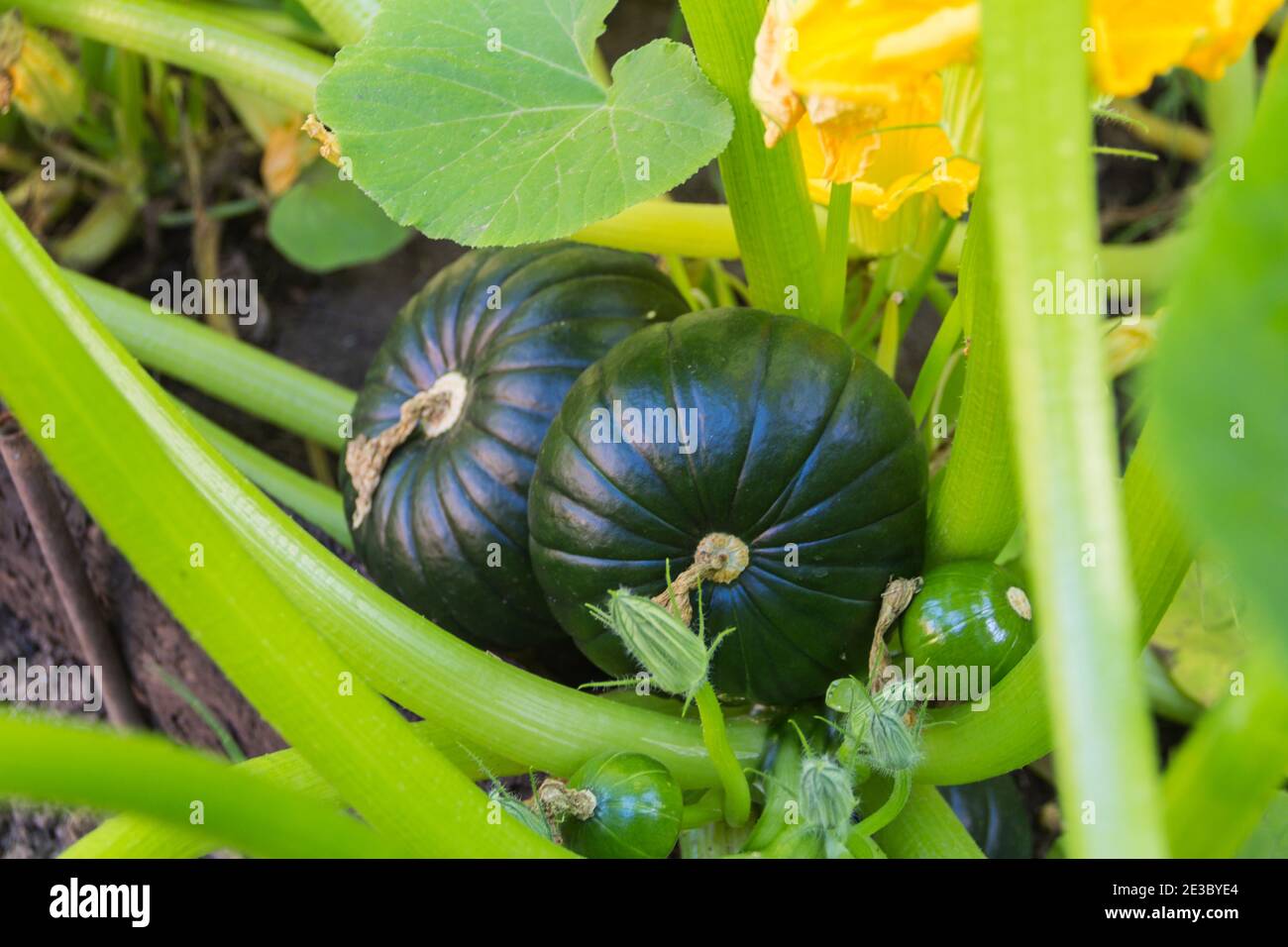 Green round trunk zucchini in the organic garden plant. orginarians ...