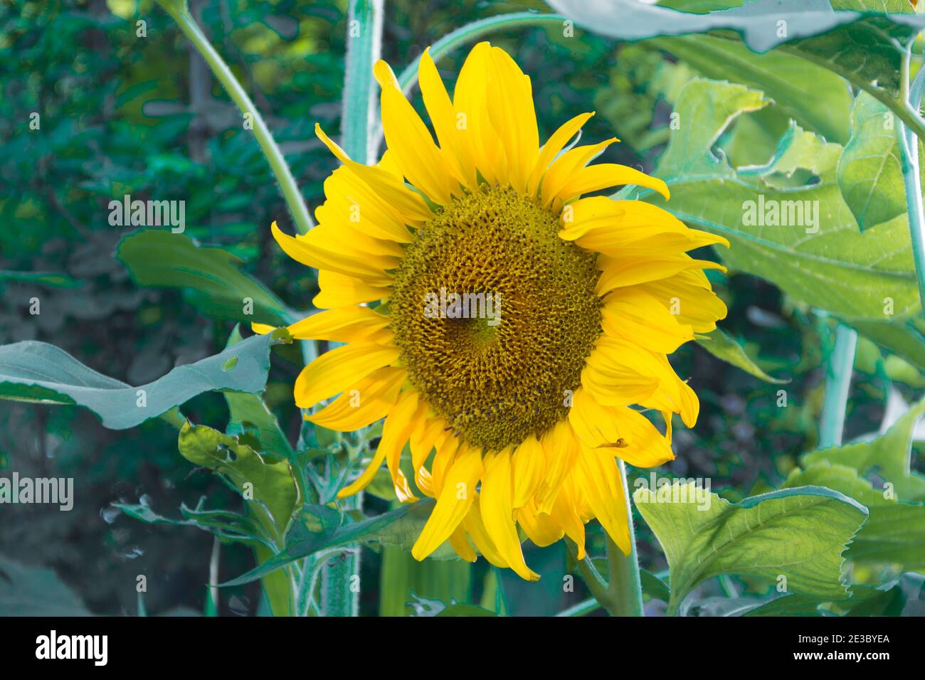 yellow flowers of the sunflower grown in the family organic garden in ...