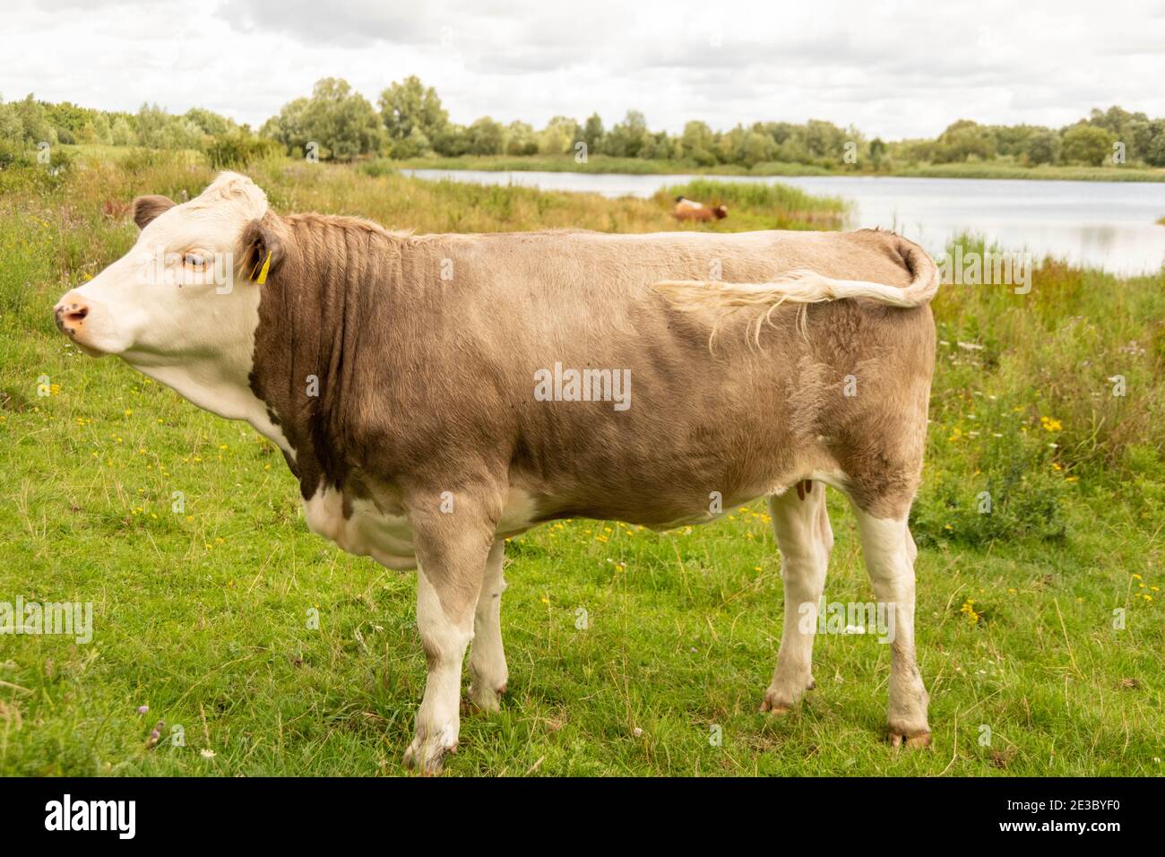 Cow grazing on nature reserve Stock Photo - Alamy