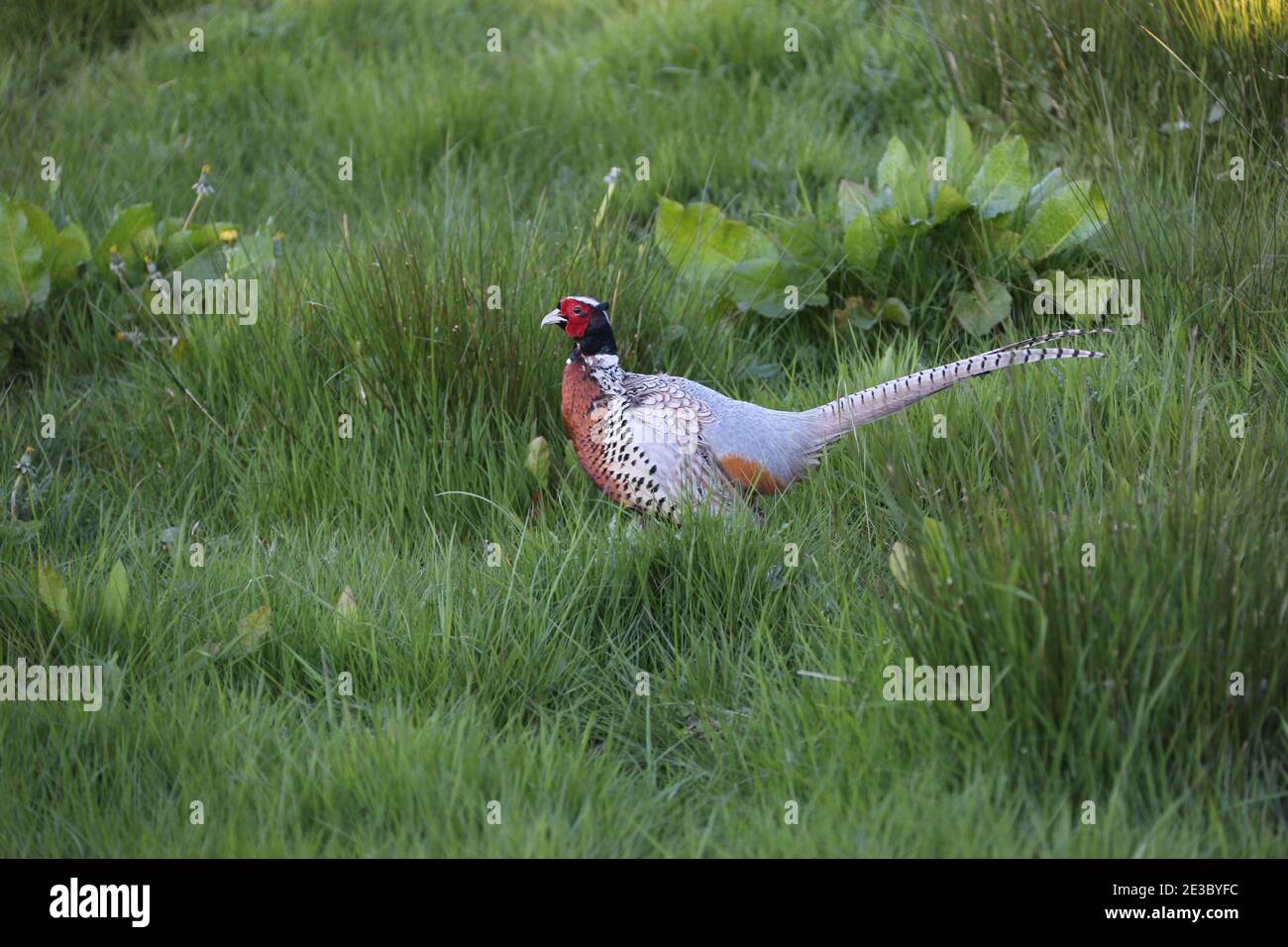 Pheasant in long grass > The common pheasant (Phasianus colchicus) is a ...