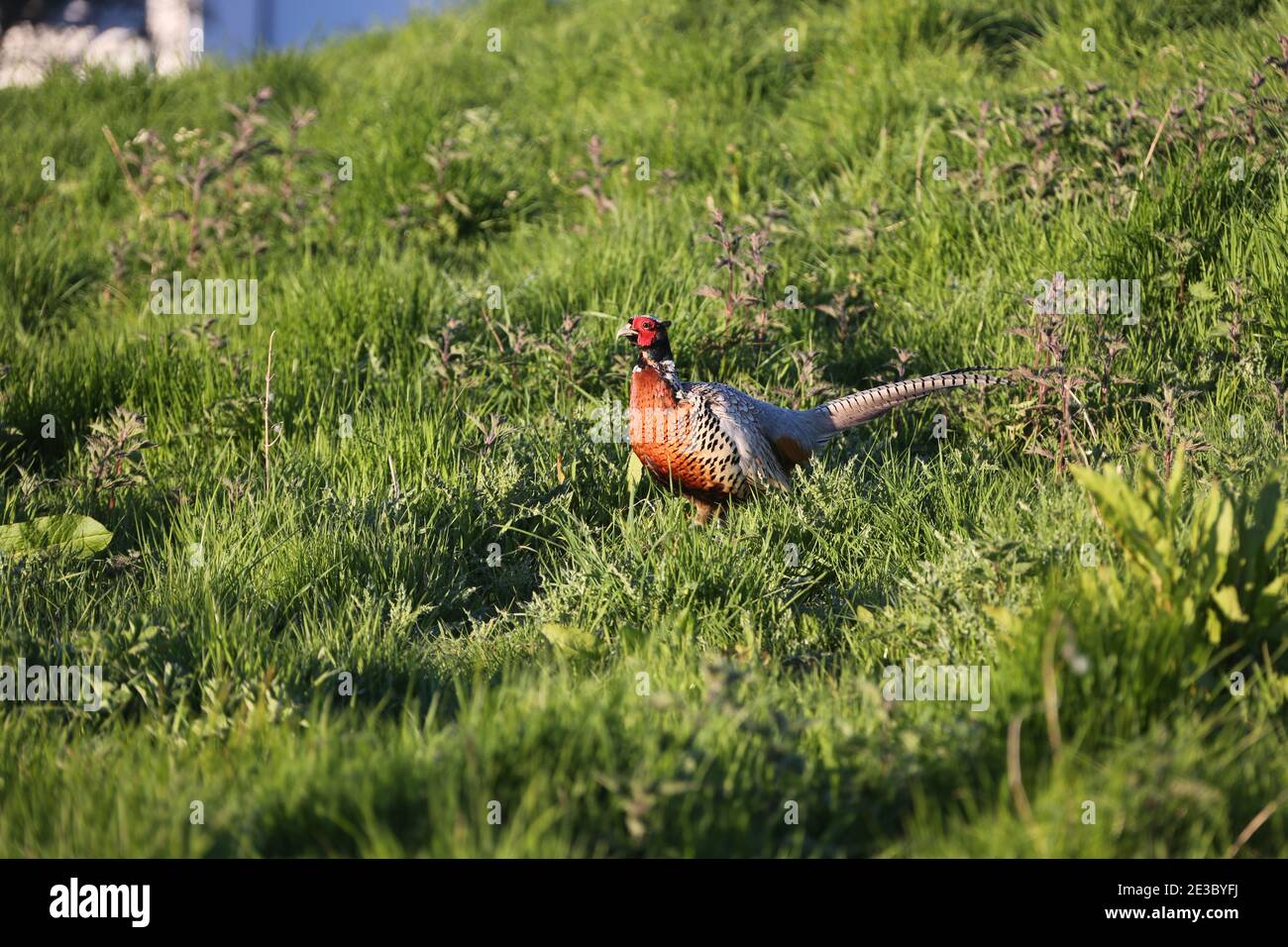 Pheasant in long grass > The common pheasant (Phasianus colchicus) is a ...