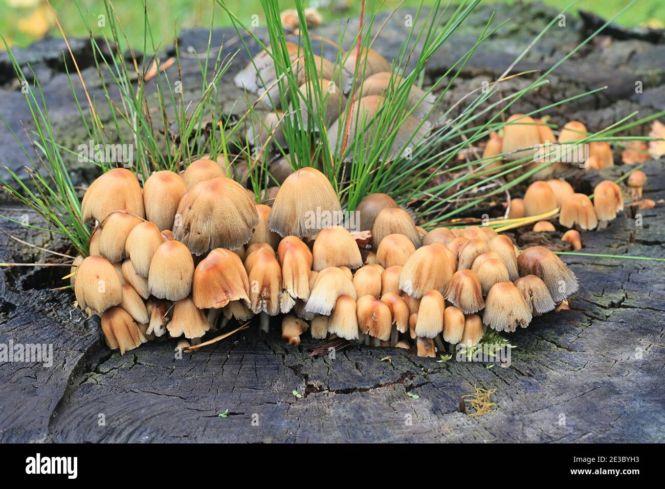 Coprinellus micaceus, also called Coprinus micaceus, commonly known as Glistering Inkcap, wild ...