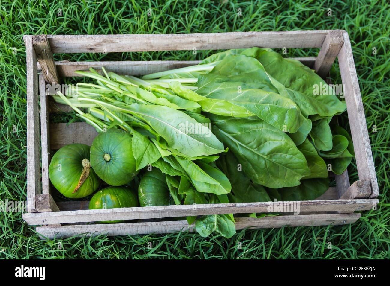 wooden box with freshly harvested leaves and fruits from the organic ...
