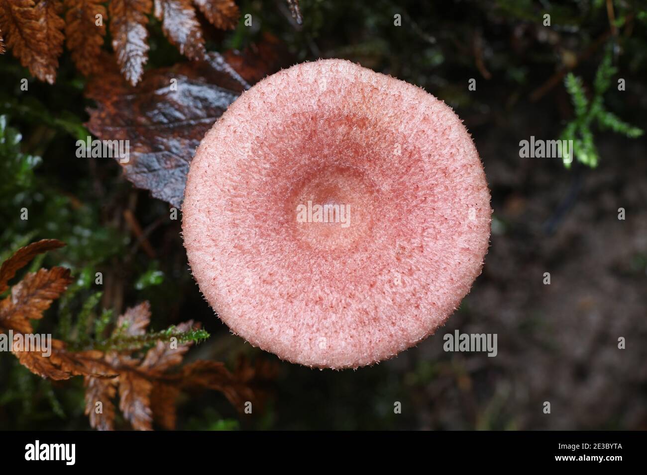 Lactarius spinosulus, known as the Lilascale Milkcap, wild mushroom ...