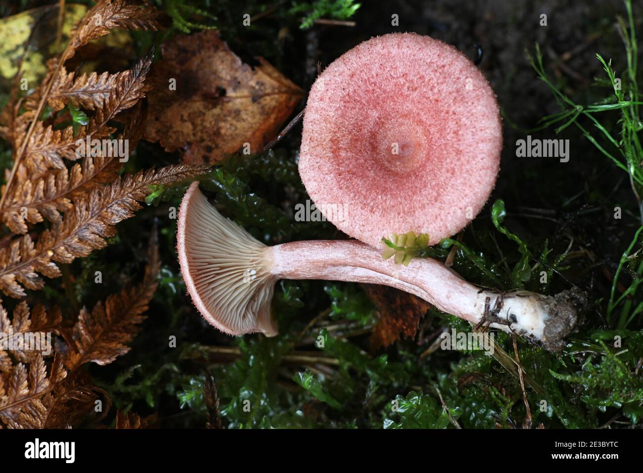 Lactarius spinosulus, known as the Lilascale Milkcap, wild mushroom ...