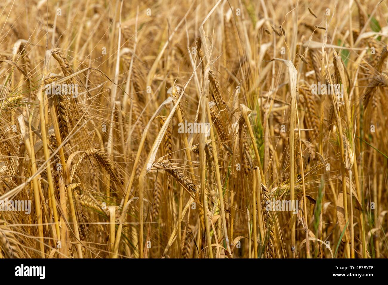 Stem farming hi-res stock photography and images - Alamy