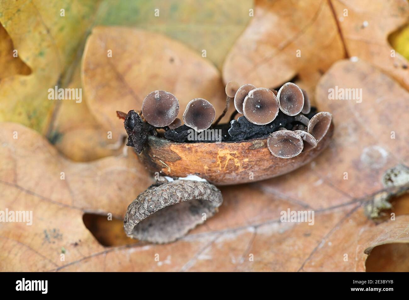 Ciboria batschiana hi-res stock photography and images - Alamy