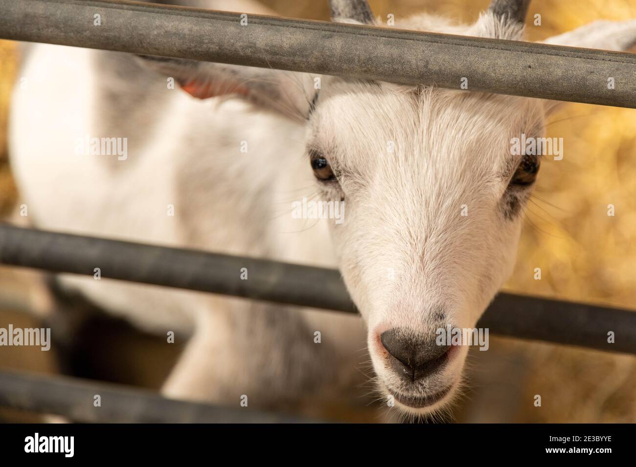 White baby goat hi-res stock photography and images - Alamy