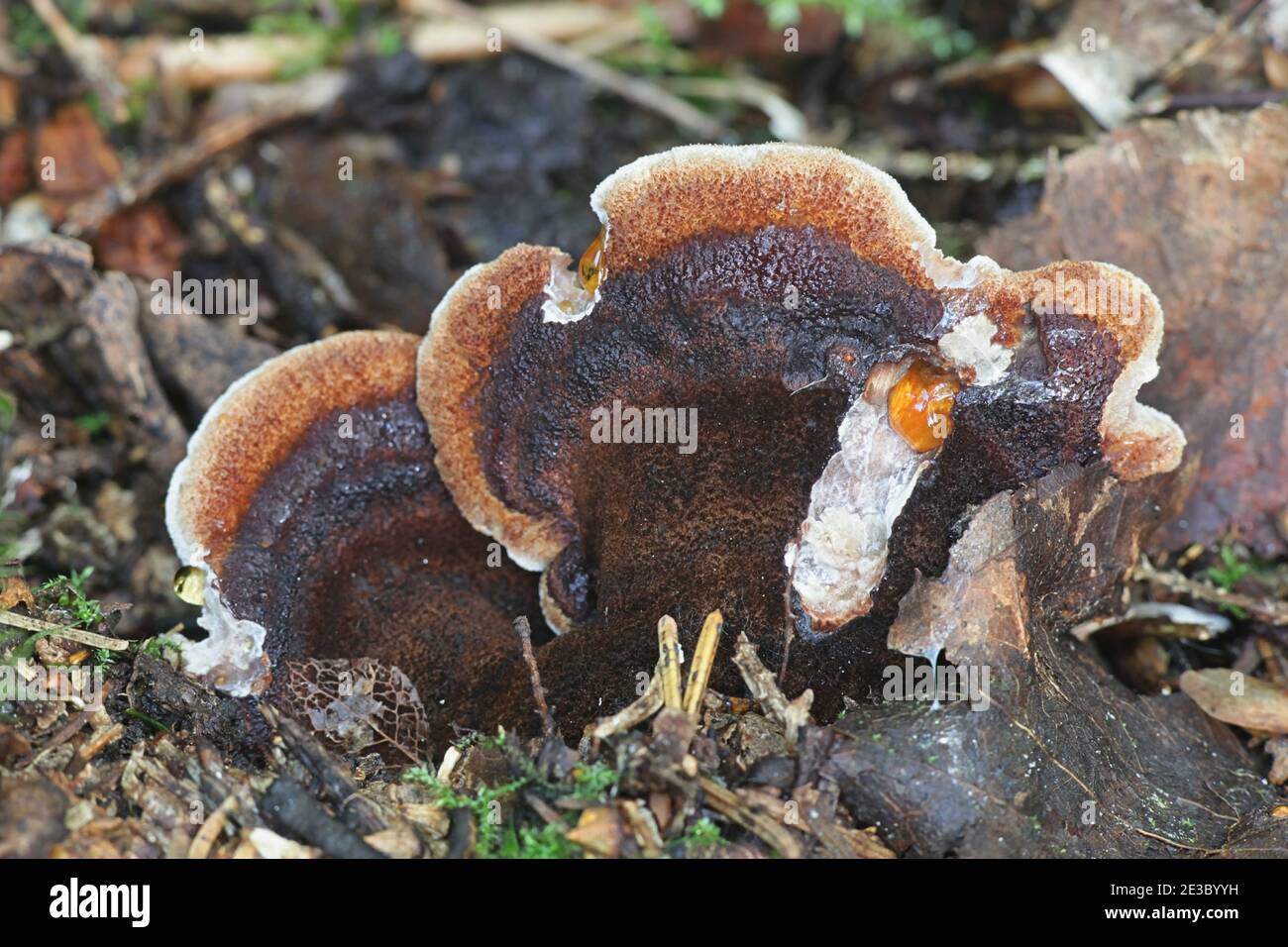 Ischnoderma benzoinum, known as Benzoin bracket fungus, wild polypore ...