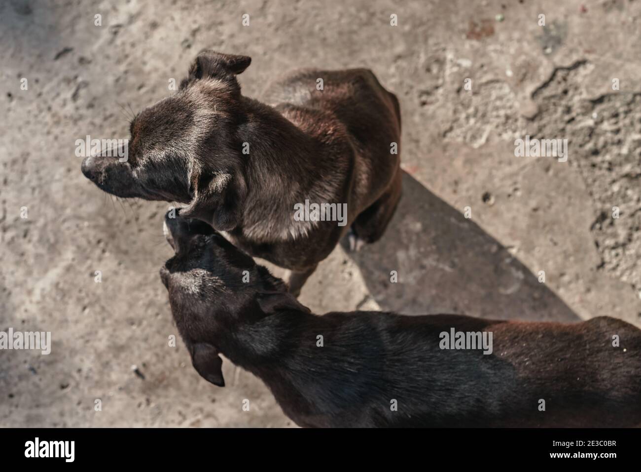 Two old dogs. Mother and daughter. Pets in the yard Stock Photo - Alamy