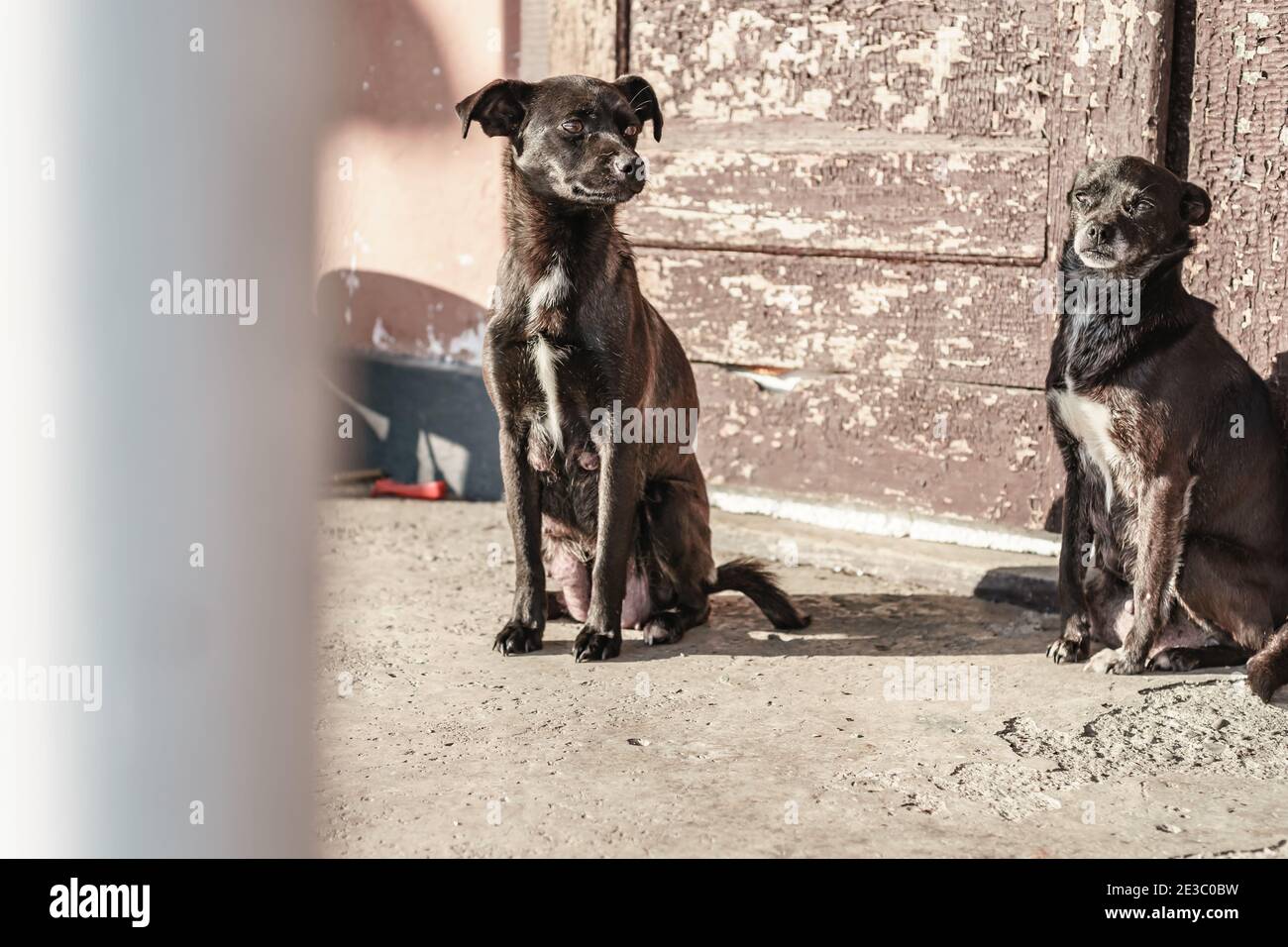 Two old dogs. Mother and daughter. Pets in the yard Stock Photo - Alamy