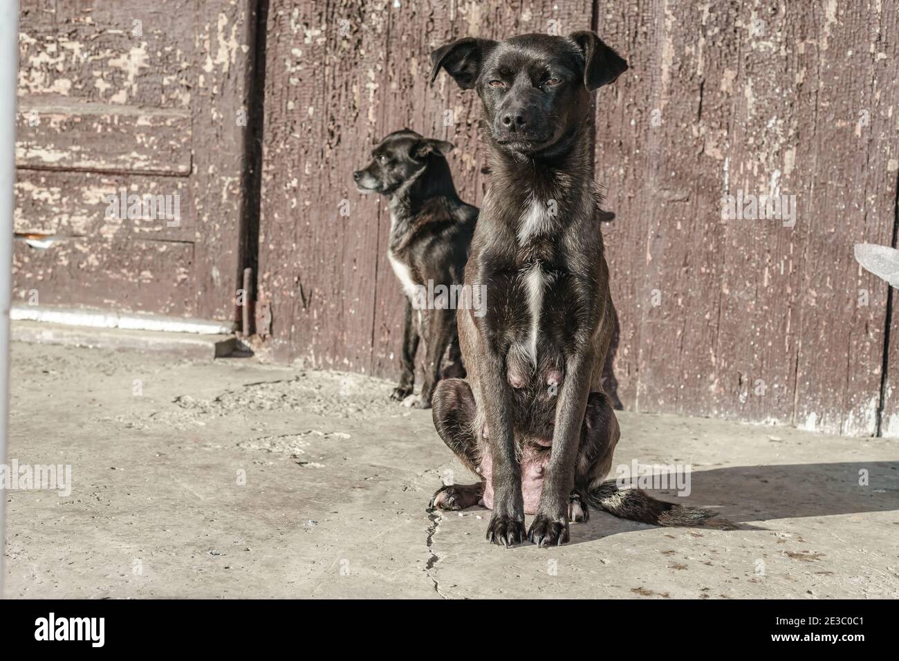 Two old dogs. Mother and daughter. Pets in the yard Stock Photo - Alamy