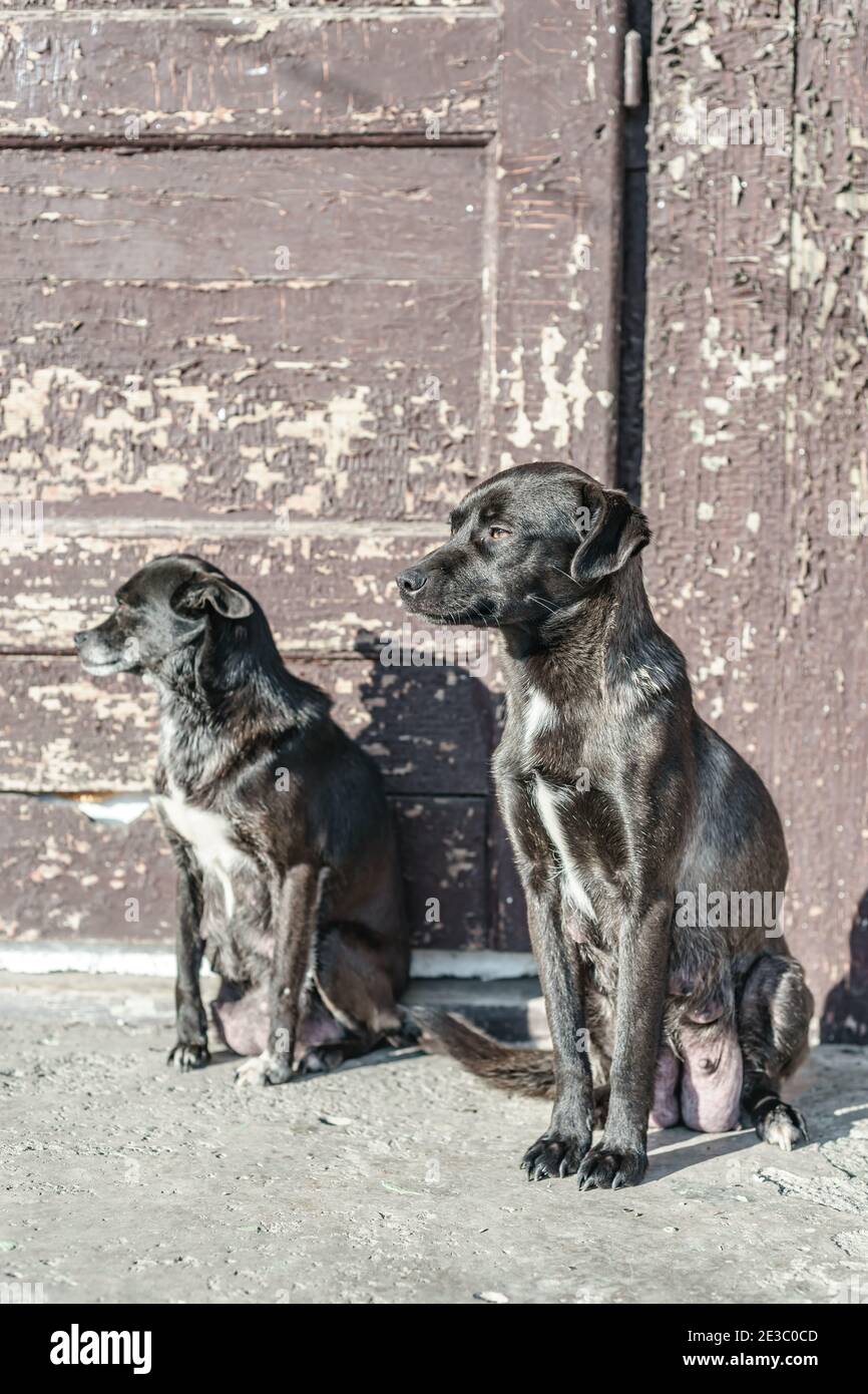 Two old dogs. Mother and daughter. Pets in the yard Stock Photo - Alamy