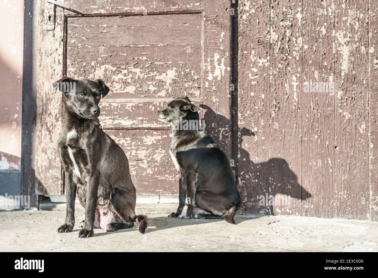 Mother daughter two dogs hi-res stock photography and images - Alamy