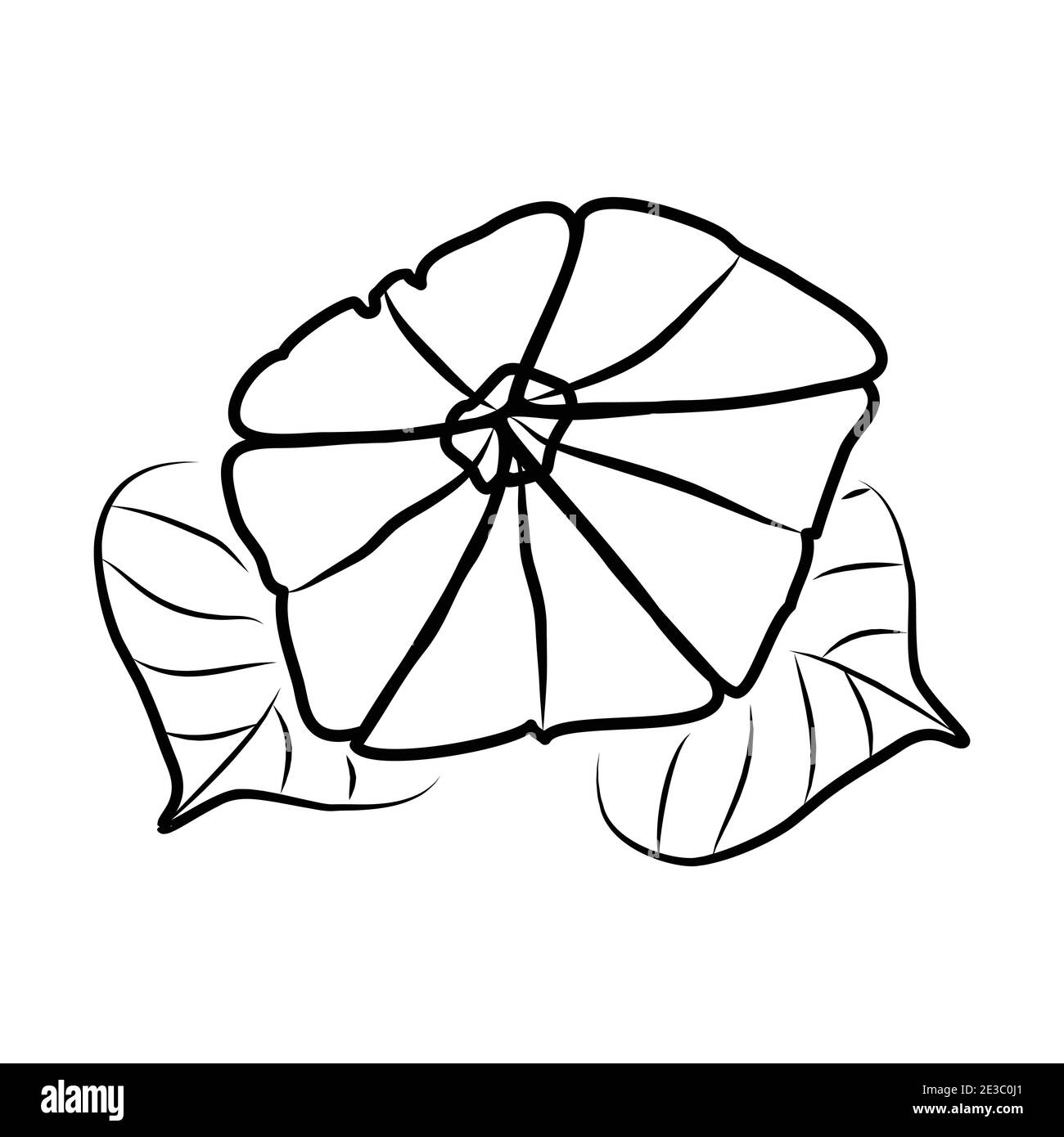 Easy Morning Glory Drawing