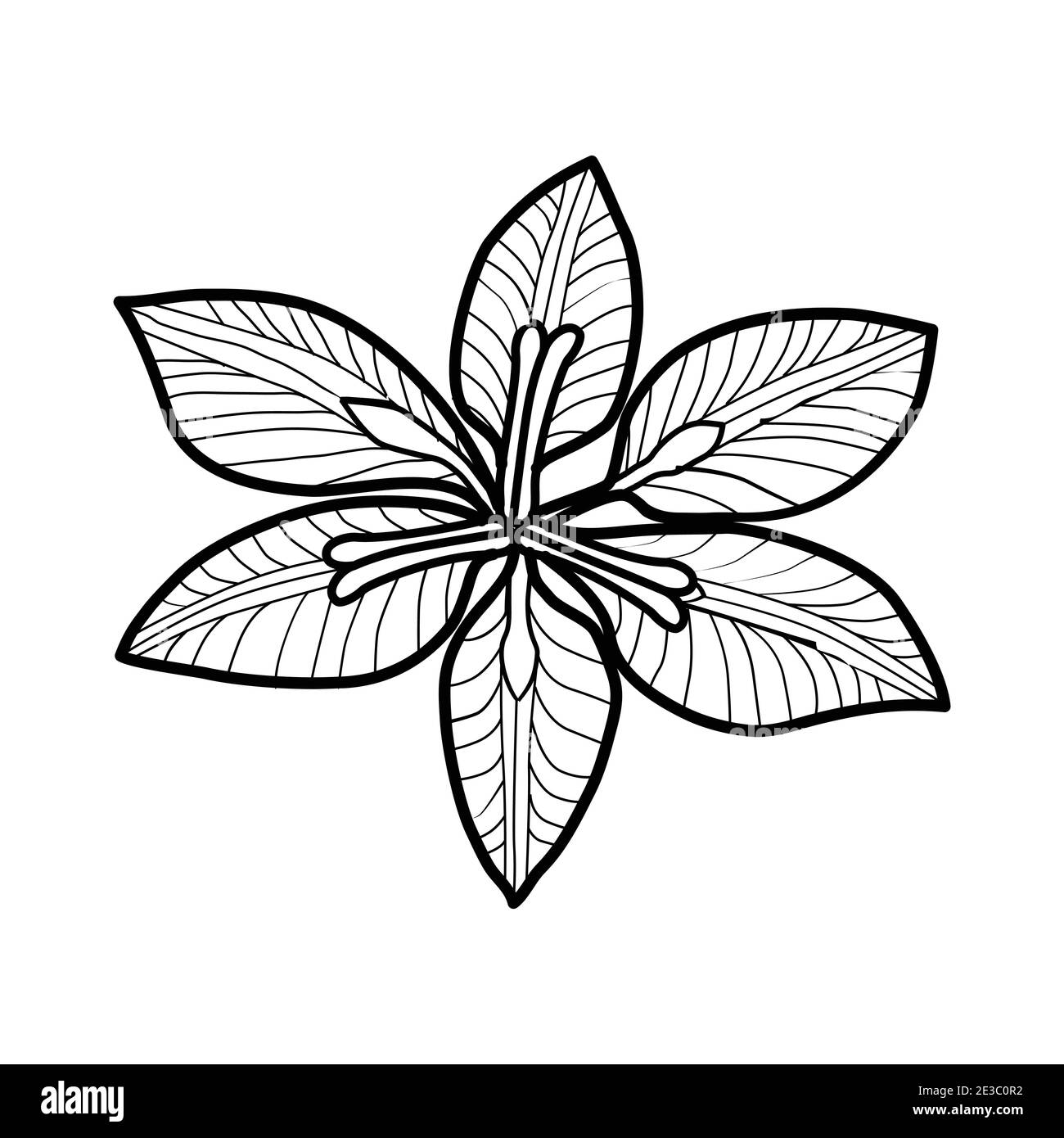 Orchid Flower Floral Hand Drawn. Vector Design Illustration Sign Logo ...