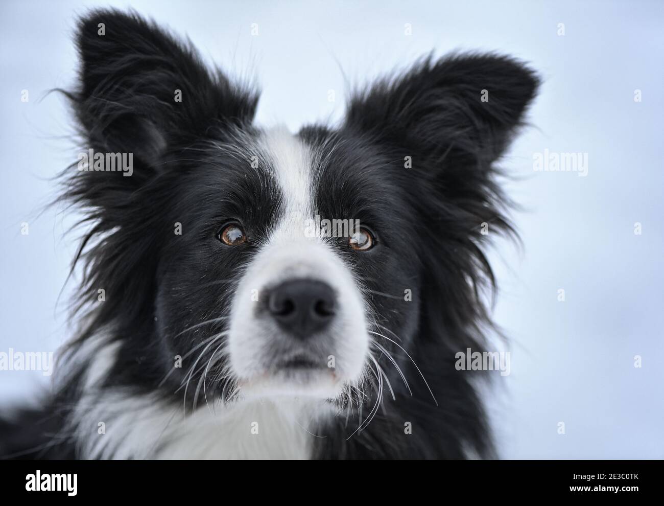 Sieversdorf, Germany. 17th Jan, 2021. A border collie. Credit: Patrick ...