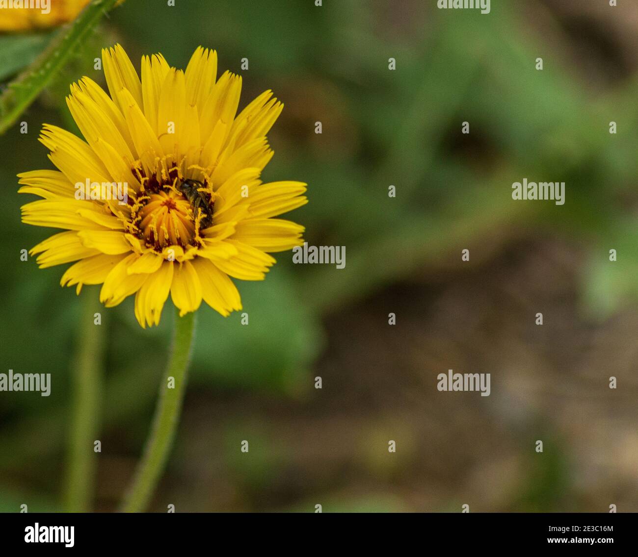 False sow thistle flower hi-res stock photography and images - Alamy