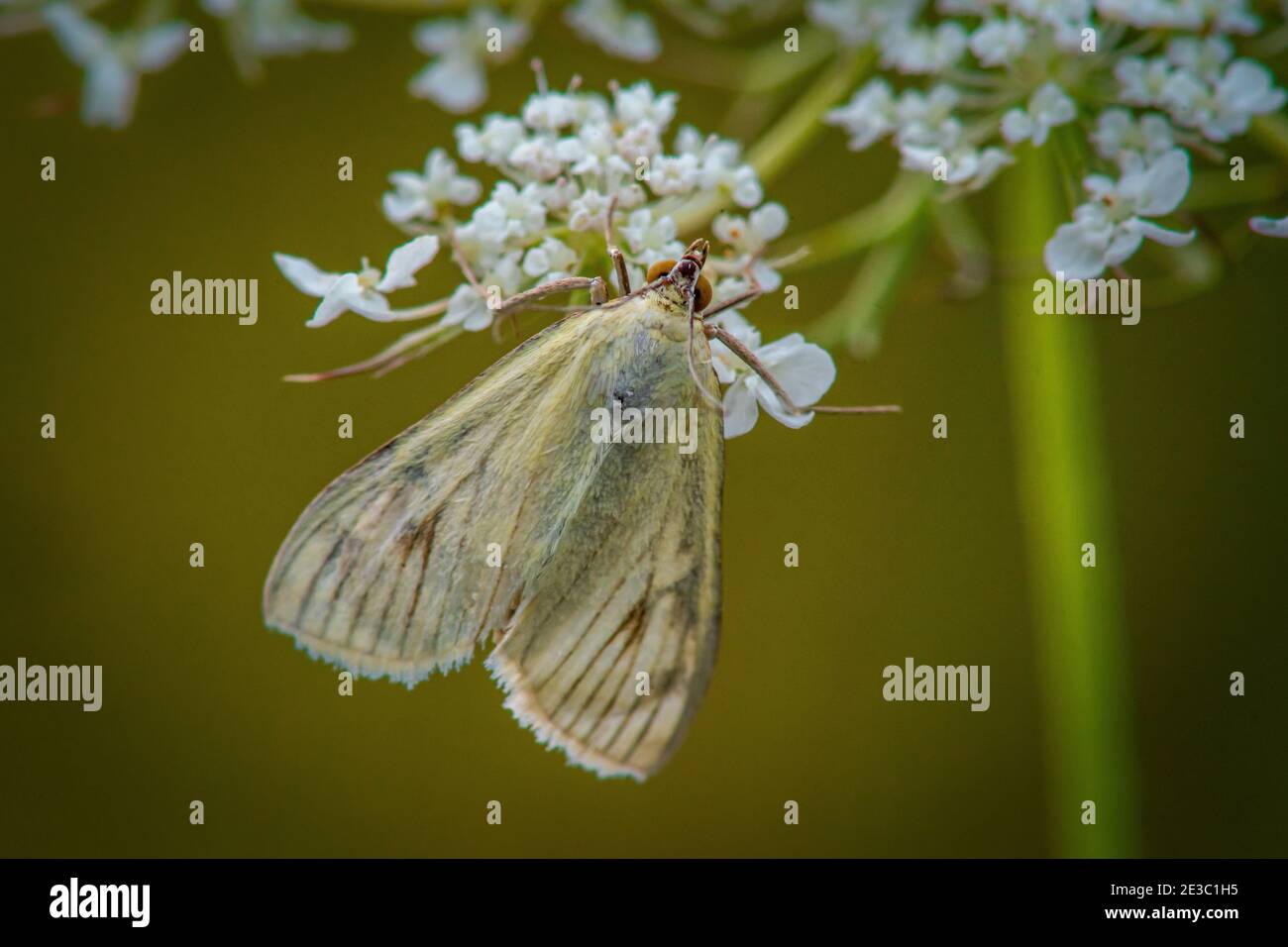 White moth on Queen Ann's Lace Stock Photo - Alamy