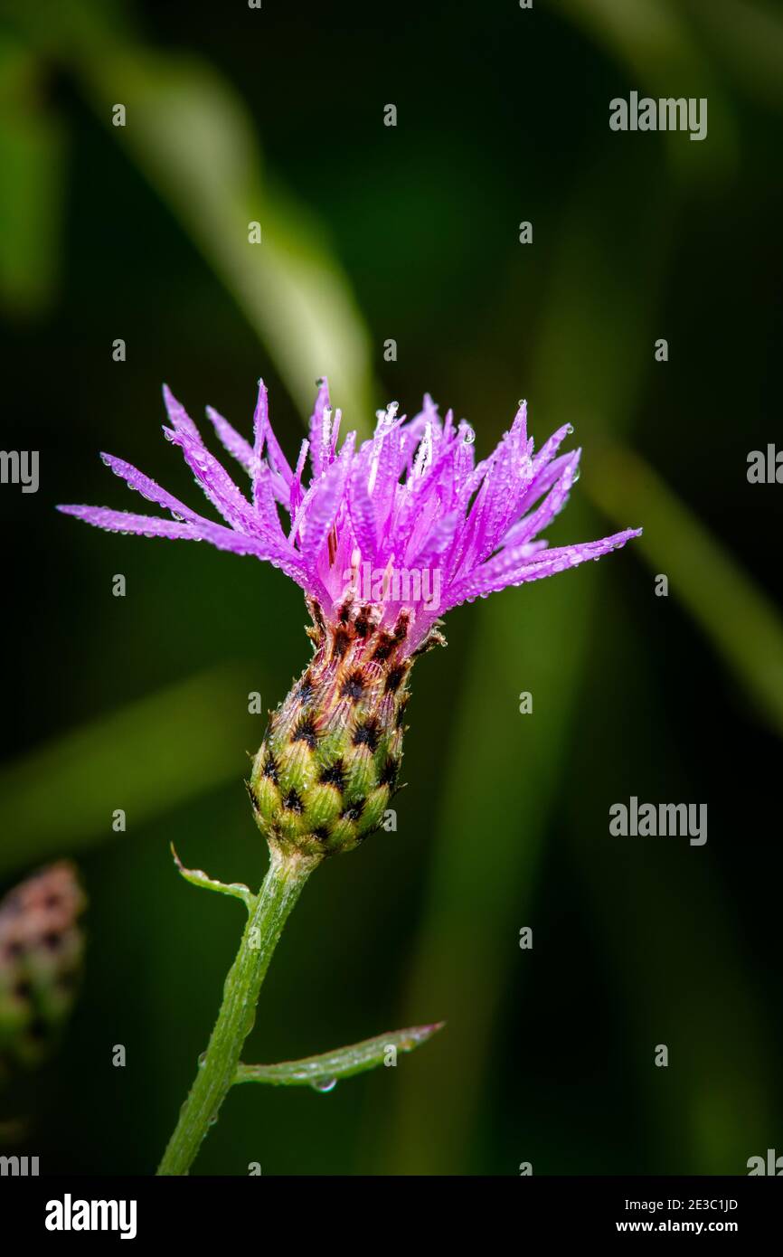 Canadian thistle standing proud Stock Photo - Alamy