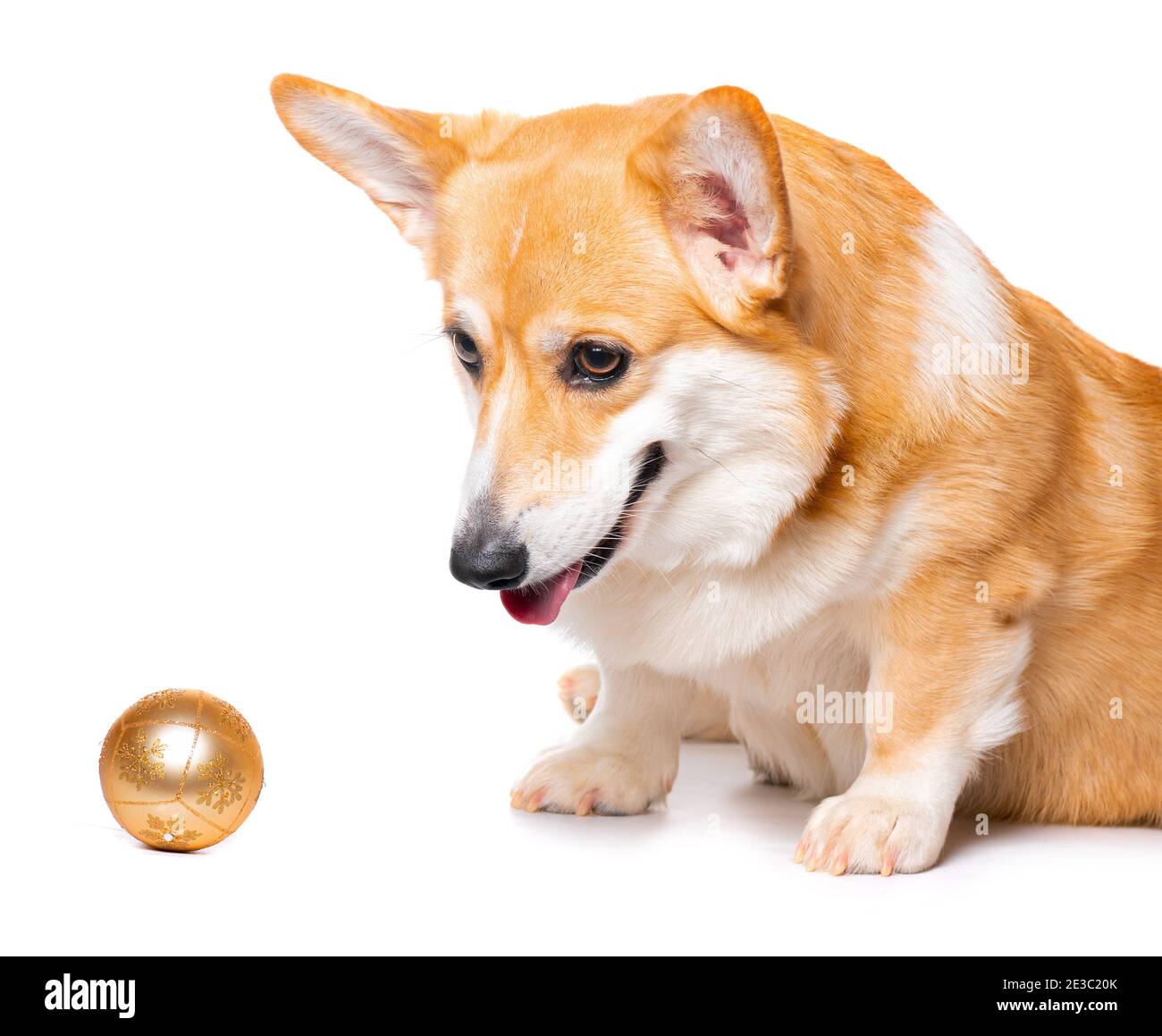 Golden corgi hi-res stock photography and images - Alamy