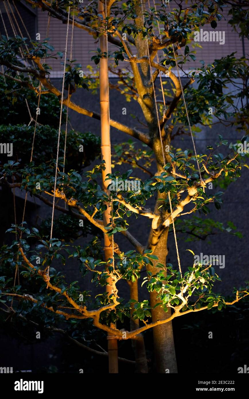Ginko Tree Japan Stock Photo - Alamy