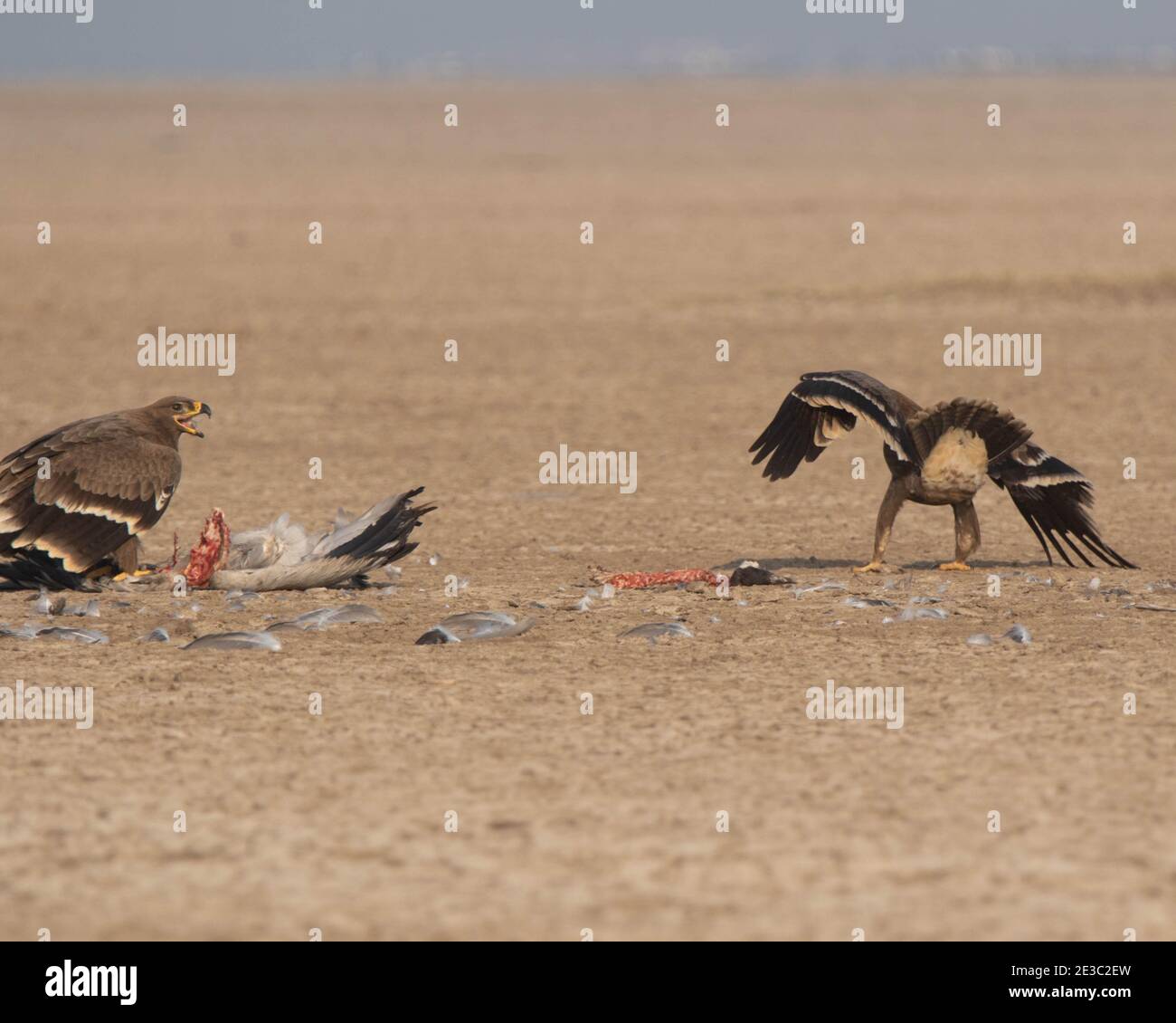 Bald Eagles Fighting