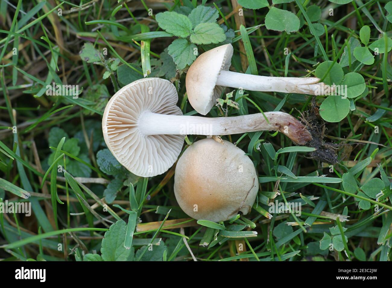 Camarophyllus pratensis hi-res stock photography and images - Alamy