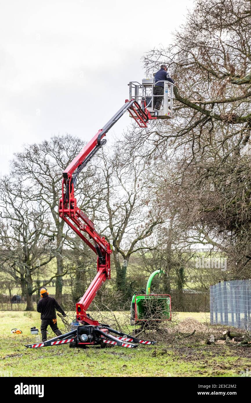 Two bothers, Dave and Steve Kenworthy of Evolution Trees. Working on an ...