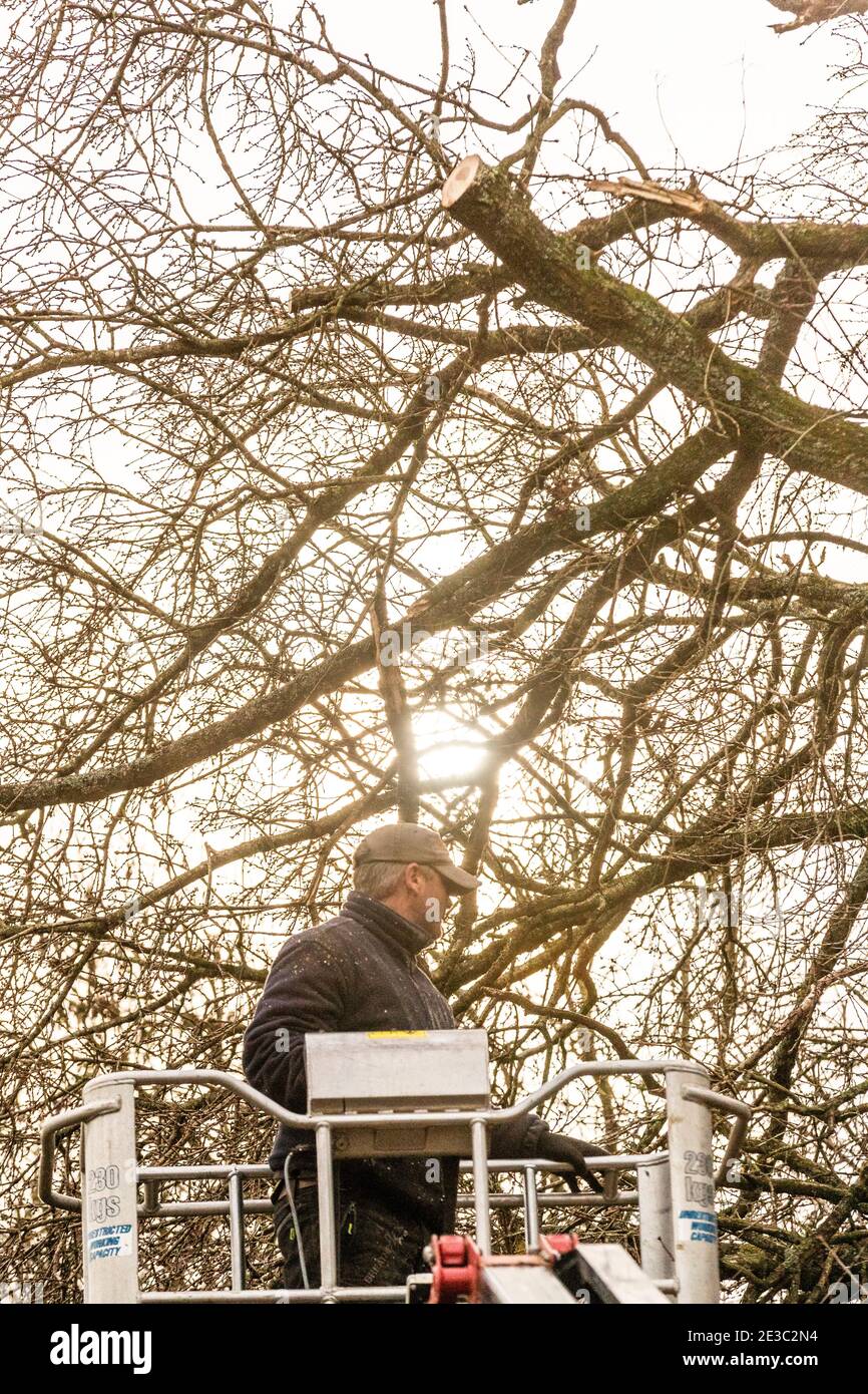 Two bothers, Dave and Steve Kenworthy of Evolution Trees. Working on an ...