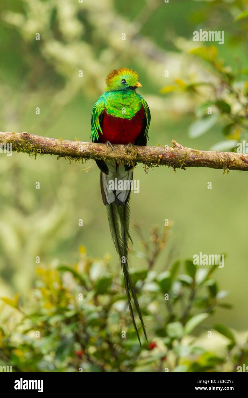 Resplendent Quetzal (Pharomachrus mocinno) male Stock Photo - Alamy