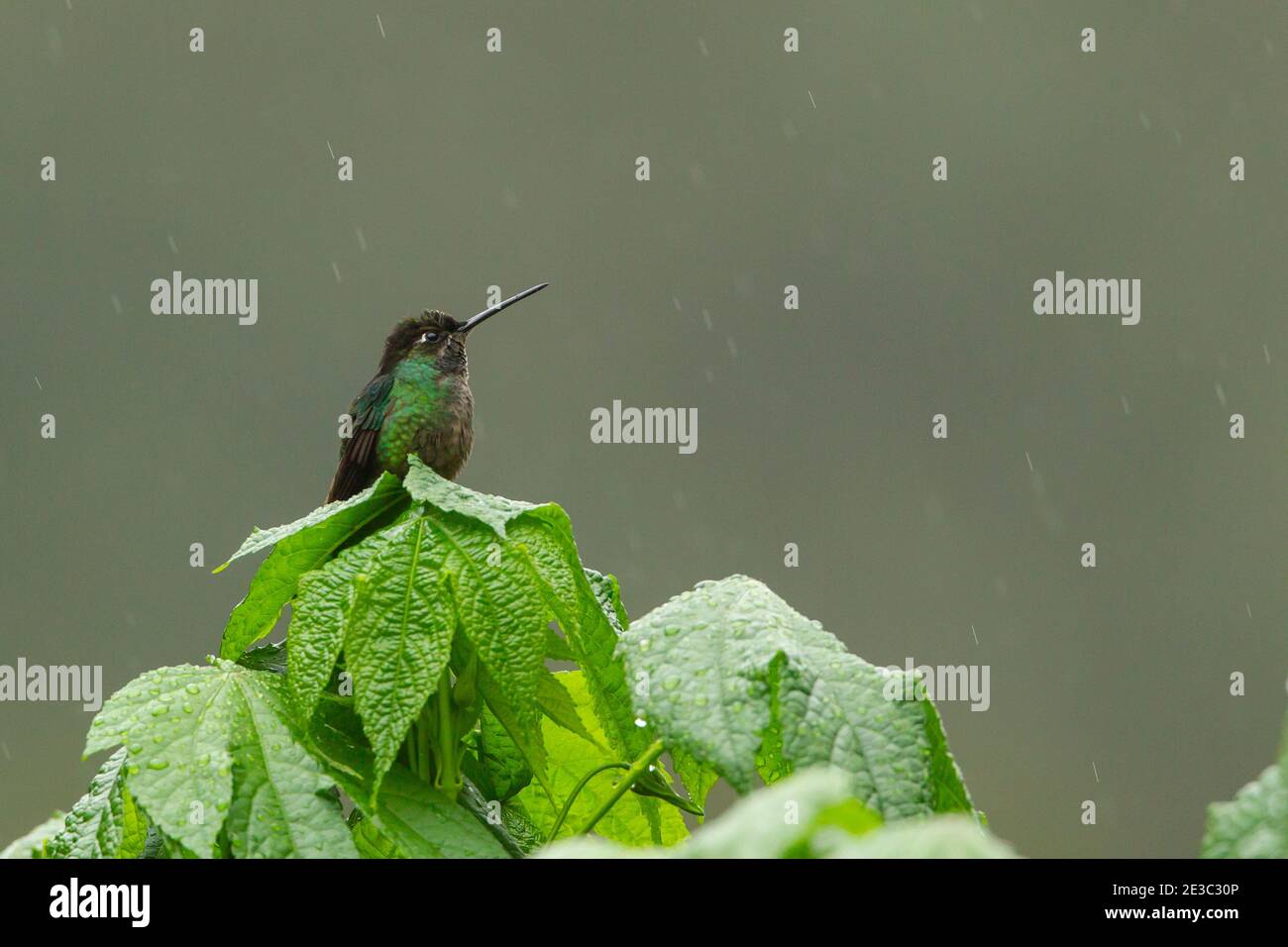 Magnificent hummingbird hi-res stock photography and images - Alamy