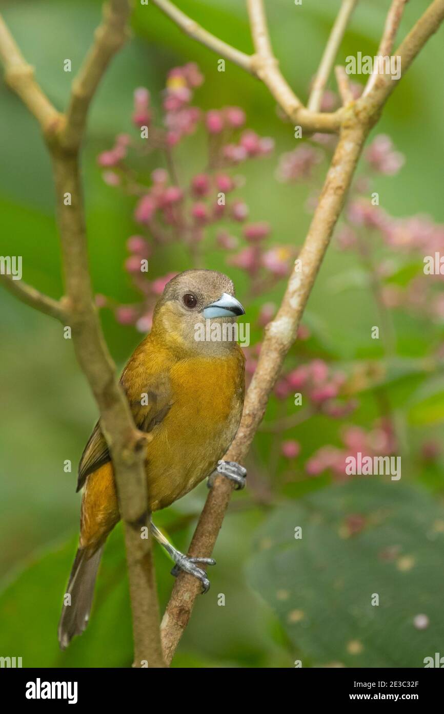 Passerini's Tanager (Ramphocelus passerini) female Stock Photo - Alamy