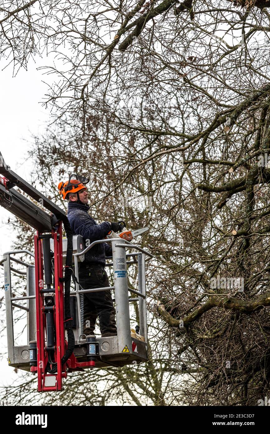 Two bothers, Dave and Steve Kenworthy of Evolution Trees. Working on an ...