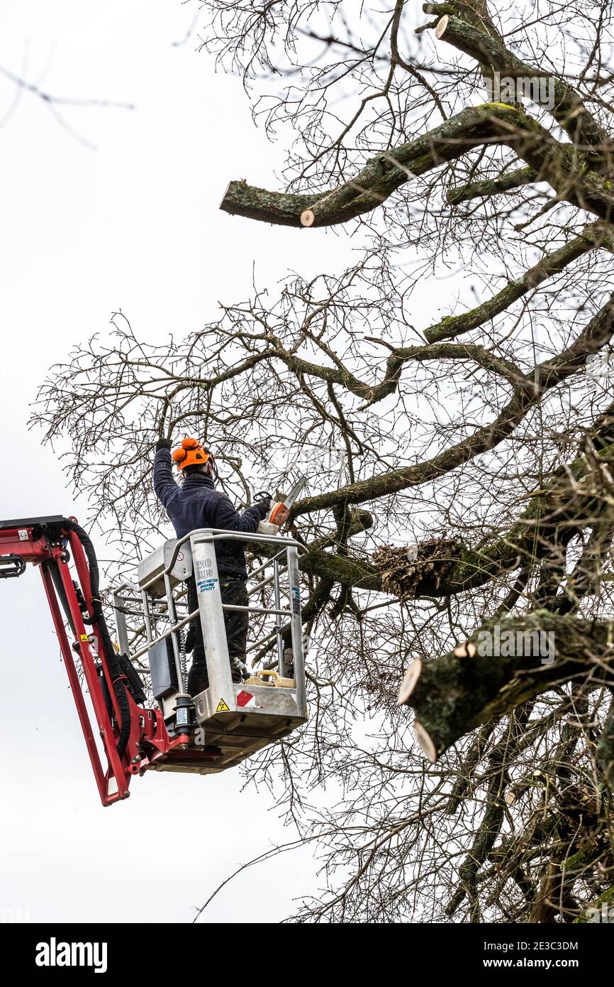 Two bothers, Dave and Steve Kenworthy of Evolution Trees. Working on an ...